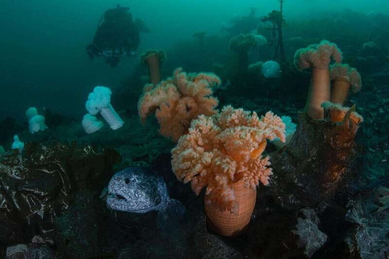 Vancouver: Discover the Best SCUBAdiving Sites by Boat - Exploring Howe Sound’s Underwater World