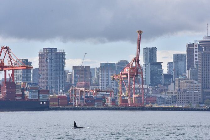 Vancouver Half-Day Whale Watching Adventure with Free Photos - The Value for Money