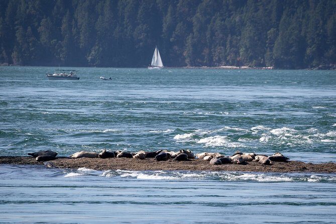 Vancouver Half-Day Whale Watching Adventure with Free Photos - Who Should Consider This Tour?