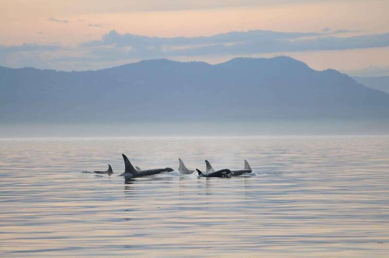 Vancouver Island: Cowichan Bay Sunset Whale Watching Tour - FAQ