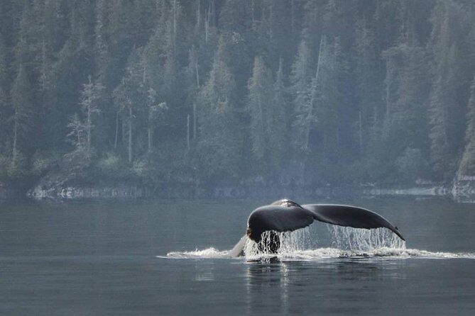 Vancouver Island Half-Day Whale Watching Tour - Telegraph Cove - An In-Depth Look at the Vancouver Island Whale Watching Experience