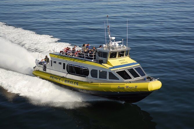 Vancouver Island Half-Day Whale Watching Tour - Telegraph Cove - Final Thoughts: The Value of an Authentic Marine Wildlife Experience