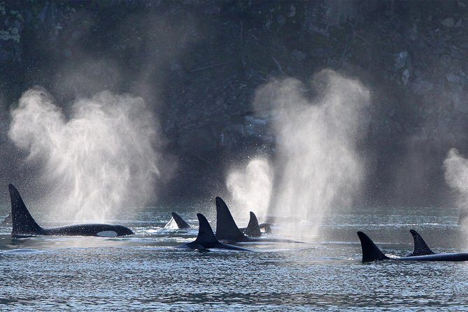 Vancouver Island Half-Day Whale Watching Tour - Telegraph Cove - FAQs About the Vancouver Island Whale Watching Tour