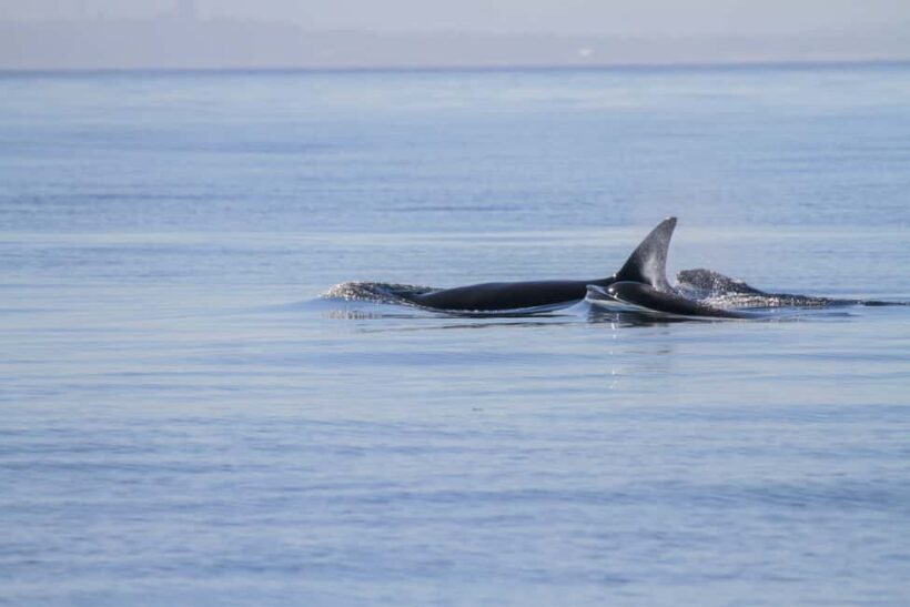 Vancouver Island: Whale Watching Tour - Key Points