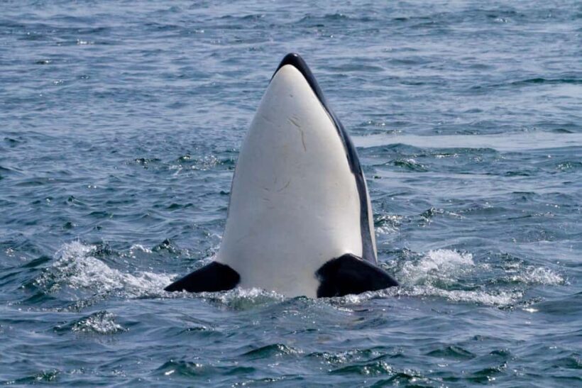 Vancouver Island: Whale Watching Tour - A Detailed Look at the Whale Watching Experience