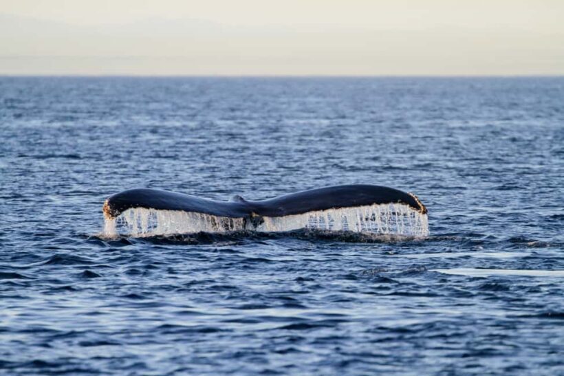 Vancouver Island: Whale Watching Tour - FAQs
