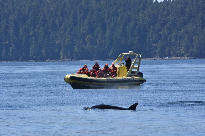 Vancouver Island Zodiac Whale Watching Adventure - Telegraph Cove - The Sum Up: Who Should Book This Tour?