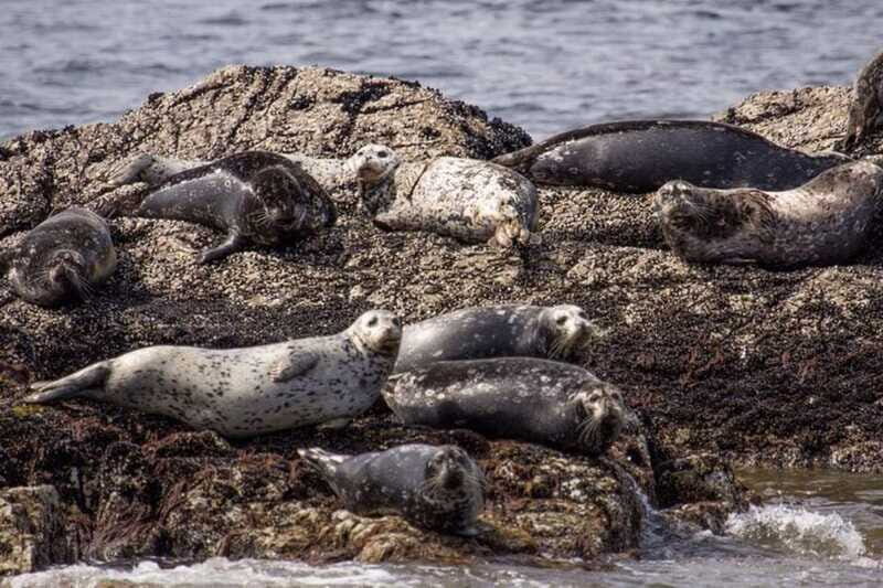 Vancouver: Morning Kayak & Seal Cruise - Final Thoughts