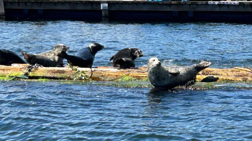 Vancouver: Private Granite Falls Boat Tour - Introduction: Why This Tour Might Be Your Next Favorite Vancouver Experience