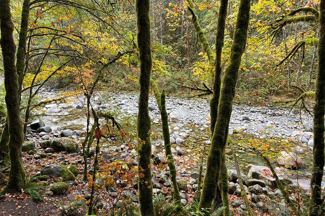 Vancouver Rainforest Hike with Waterfalls, Suspension Bridge, Old Growth Forest - The Value of This Experience