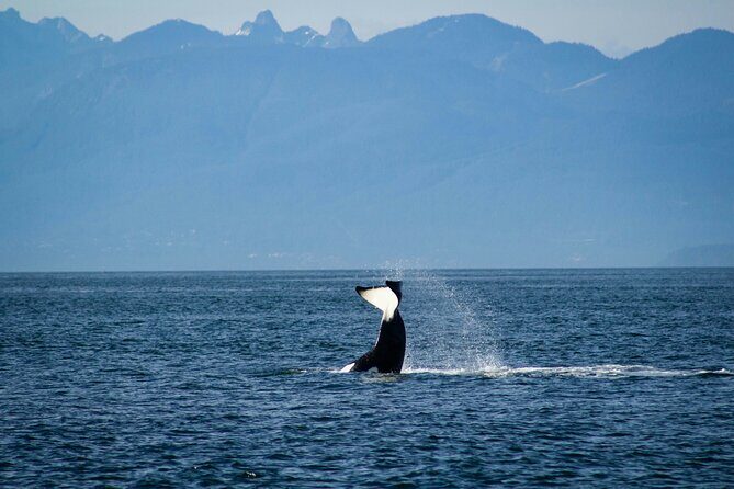 Vancouver Sailing Tour - Learn the Ropes - The Sum Up