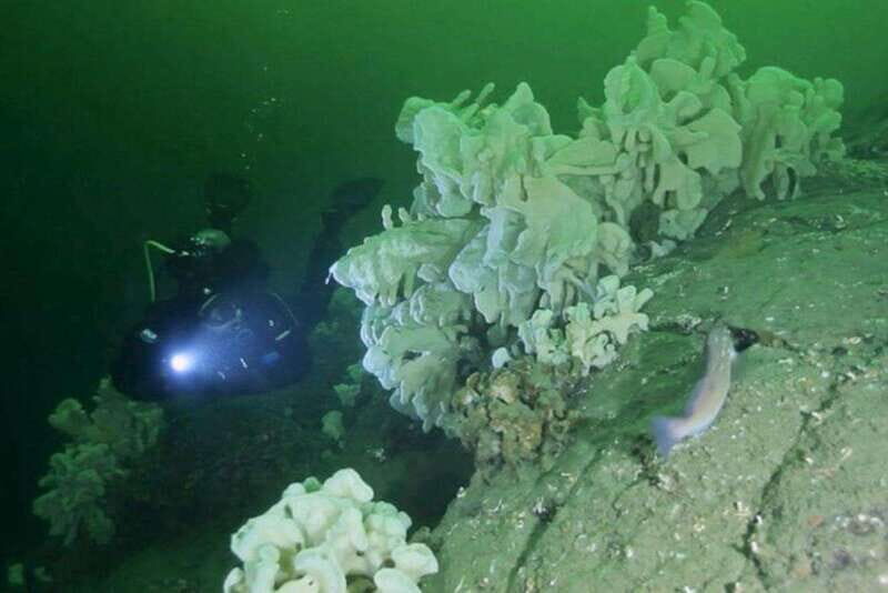 Vancouver: Scuba Boat Dive in Horseshoe Bay - Key Points