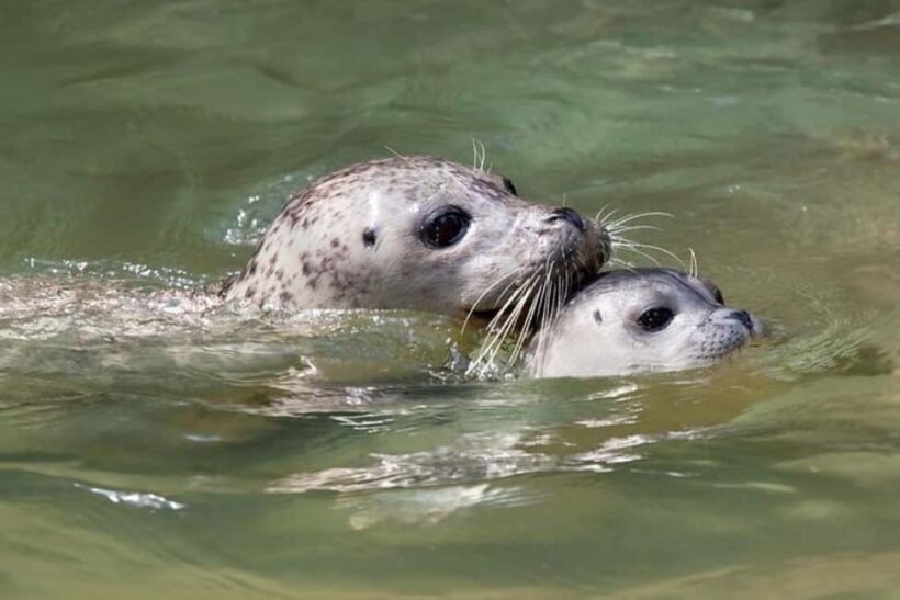 Vancouver: Snorkel, Kayak, and Seal Adventure Boat Tour - Key Points