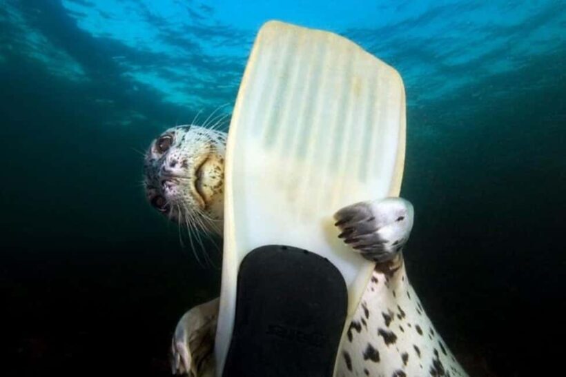 Vancouver: Snorkel, Kayak, and Seal Adventure Boat Tour - The Experience in Detail