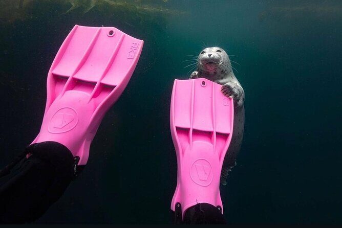 Vancouver: Snorkeling Seals Kayaking Scenic Boat Tour - Suitable for Who?