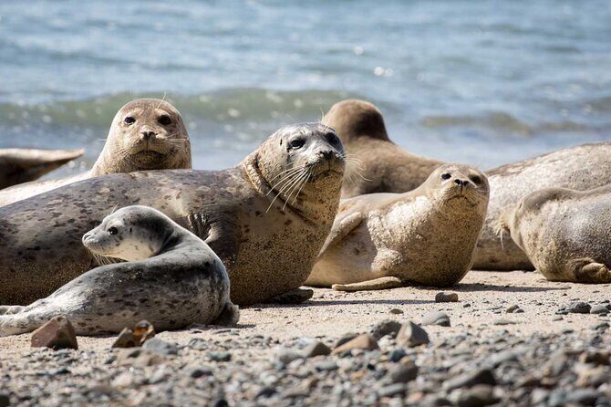 Vancouver: Snorkeling Seals Kayaking Scenic Boat Tour - FAQ