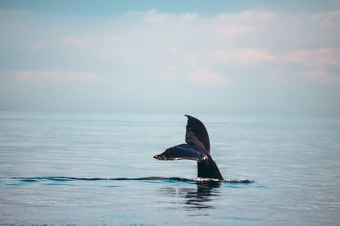 Vancouver Sunset Whale Watching Adventure with Free Photos - Authentic Experiences and Practical Tips
