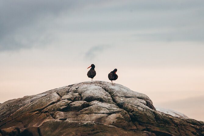 Vancouver Sunset Whale Watching Adventure with Free Photos - Who Should Consider This Tour?