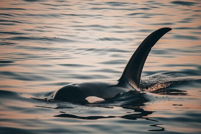 Vancouver Sunset Whale Watching Adventure with Free Photos - Final Thoughts