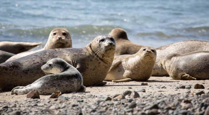 Vancouver UNESCO Biosphere Reserve Wildlife Scenic Boat Tour - Why This Tour Is a Great Value