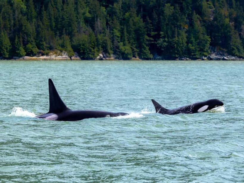 Vancouver UNESCO Biosphere Reserve Wildlife Scenic Boat Tour - Frequently Asked Questions