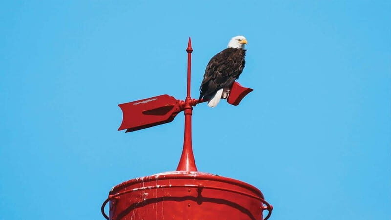 Vancouver: Waterfront Sightseeing Tour - City and Nature - The Experience on Board