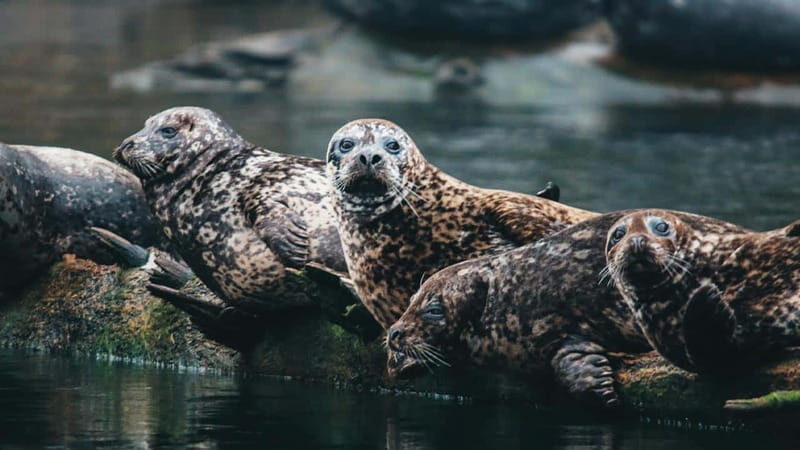 Vancouver: Waterfront Sightseeing Tour - City and Nature - FAQ