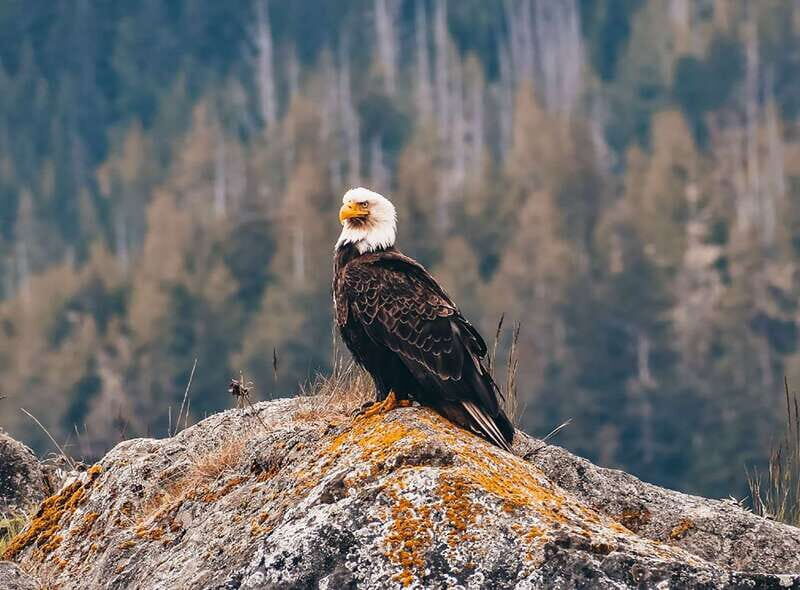 Vancouver: Waterfront Sightseeing Tour - City and Waterfall - FAQ
