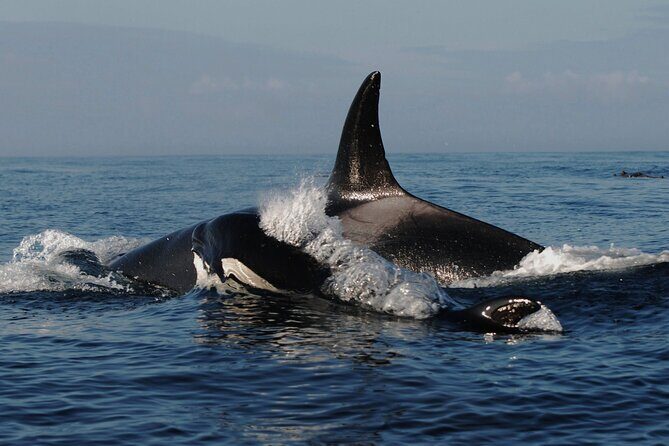 Vancouver Whale Watching Adventure with City tour - An In-Depth Look at the Vancouver Whale Watching & City Tour