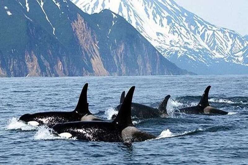 Vancouver: Whale Watching Adventure with Private City Tour - Why This Tour Represents Good Value