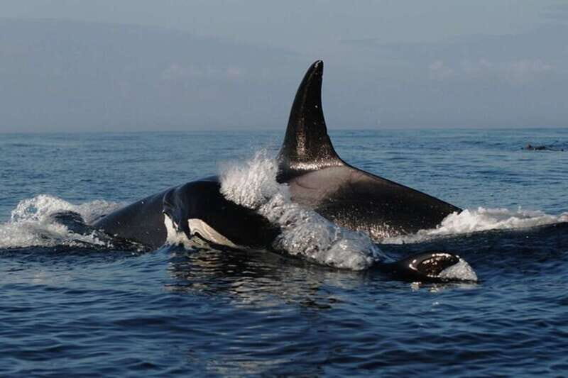Vancouver: Whale Watching Adventure with Private City Tour - FAQs