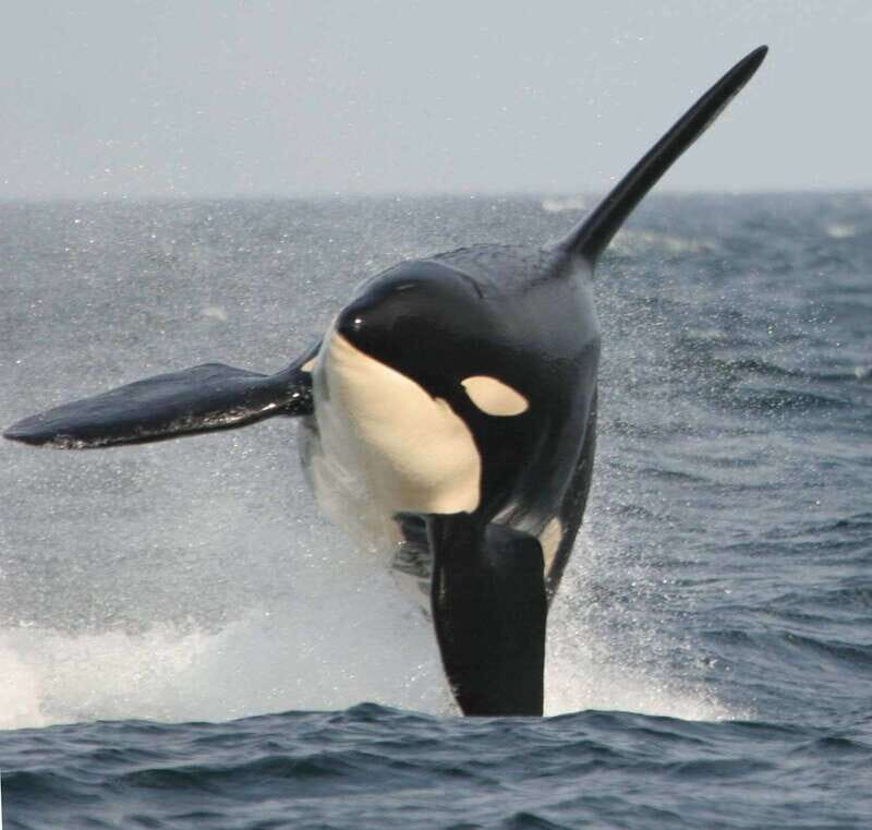 Vancouver Whale Watching Safari - The Itinerary and What to Expect