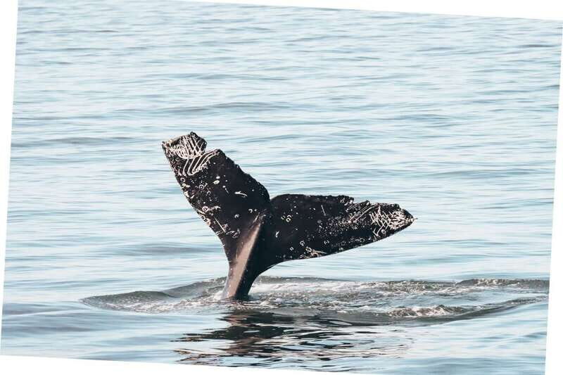 Vancouver Whale Watching Safari - Authentic Feedback from Travelers