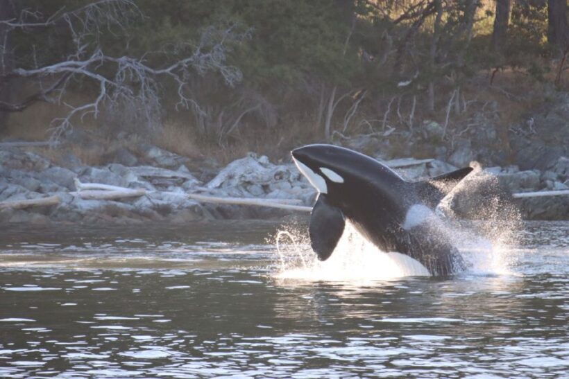 Vancouver Whale Watching Safari - Who Would Love This Tour?