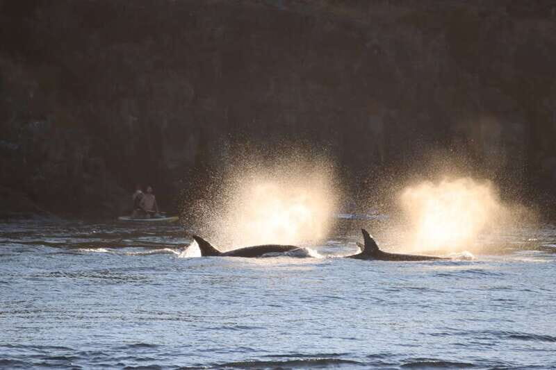 Vancouver Whale Watching Safari - Practical Tips for Your Trip