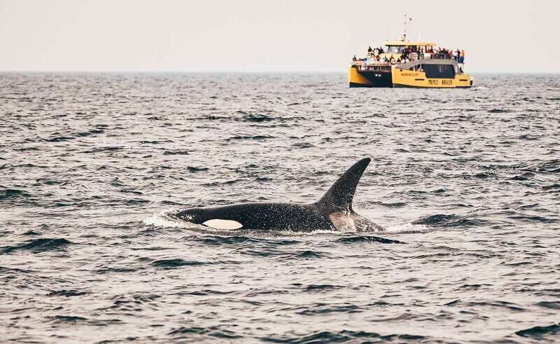 Vancouver Whale Watching Safari - Final Thoughts