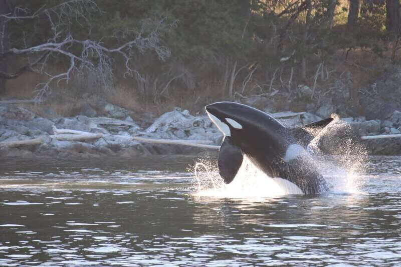 Vancouver Whale Watching Safari - FAQ