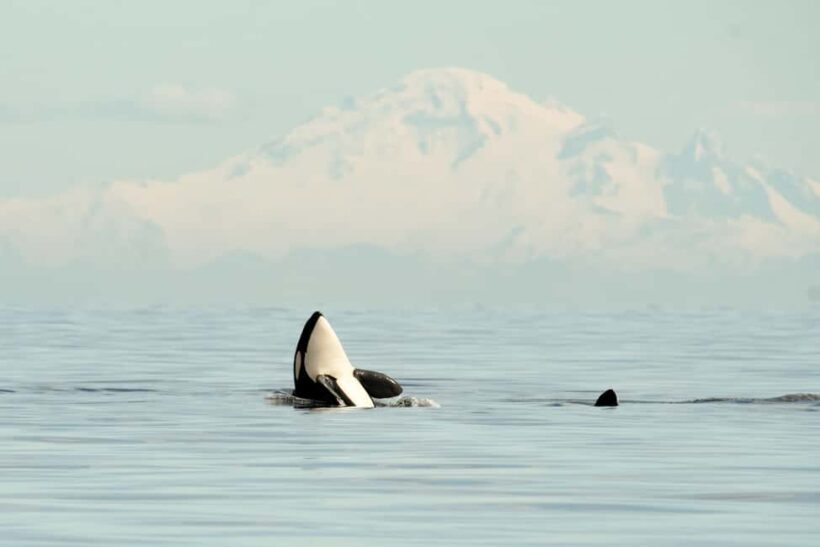 Vancouver: Zodiac Whale Watching Tour from Granville Island - Setting Off from Granville Island: The Perfect Starting Point
