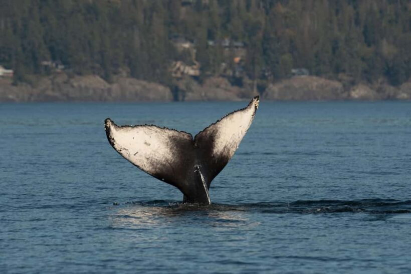 Vancouver: Zodiac Whale Watching Tour from Granville Island - Practical Details: Cost, Comfort, and Convenience