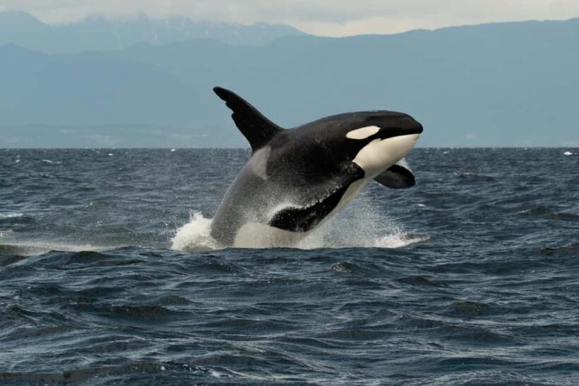 Vancouver: Zodiac Whale Watching Tour from Granville Island - What the Tour Costs You: Is It Worth It?
