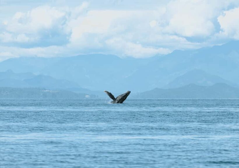 Vancouver: Zodiac Whale Watching Tour from Granville Island - Accessibility and Considerations