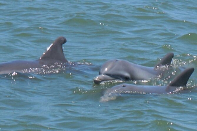 Vanishing Mile Isle Beachcomber Tour - Wildlife Encounters