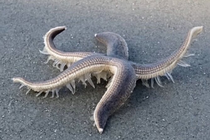 Vanishing Mile Isle Beachcomber Tour - Whats Included in the Tour