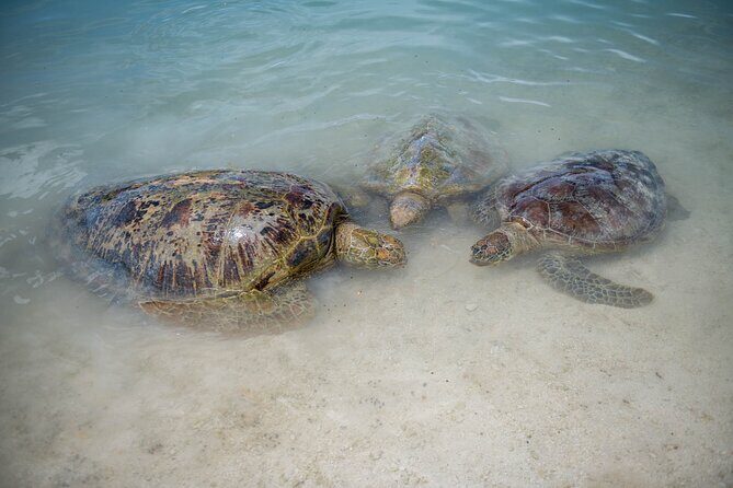 Vanuatu Cultural Village, Waterfalls, Turtles and Blue Lagoon - Analyzing the Experience: What You Can Expect