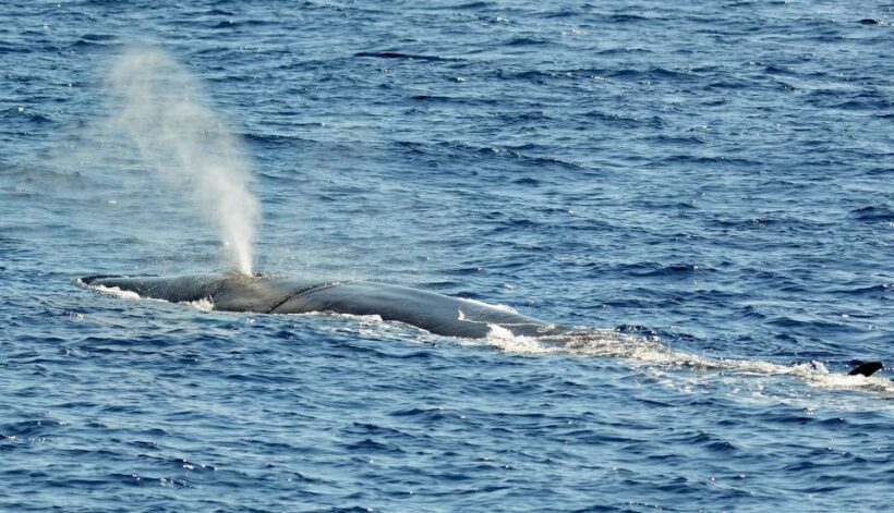 Varazze: Pelagos Sanctuary Guided Cetacean Watching Tour - Who Will Love This Tour?