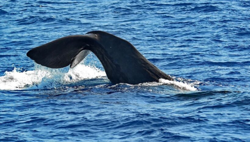 Varazze: Pelagos Sanctuary Guided Cetacean Watching Tour - Final Thoughts