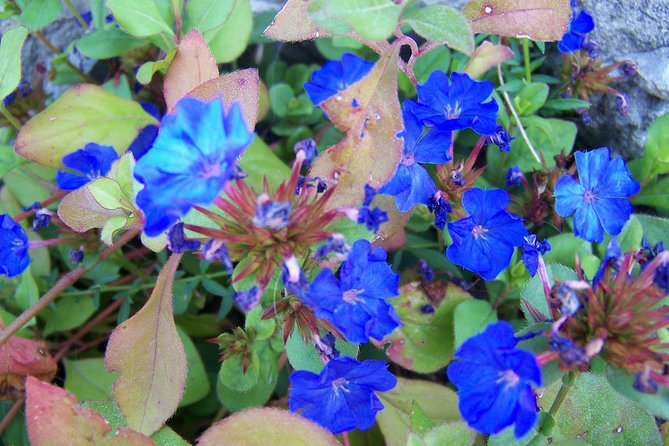 Varenna on the Como Lake, the Villa Monastero and the Patriarch's Greenway path - Exploring Lake Como from Varenna: A Deep Dive