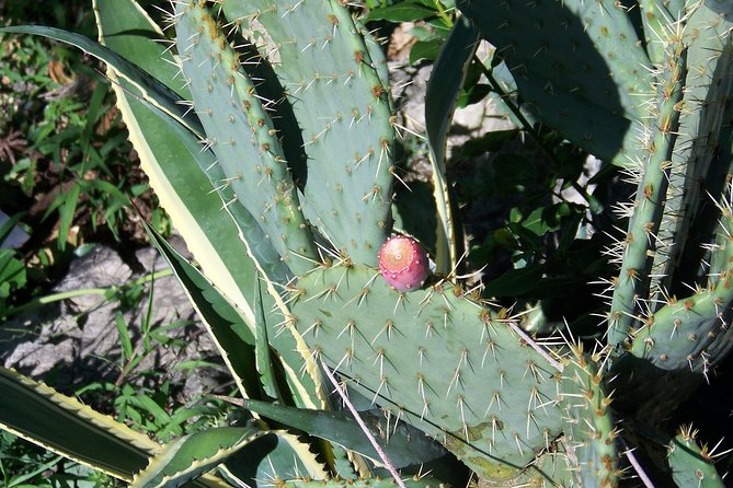 Varenna on the Como Lake, the Villa Monastero and the Patriarch's Greenway path - FAQ