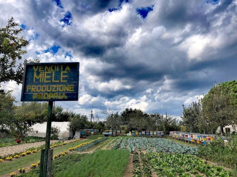 Venice: Bike Tour Honey & artichockes on SantErasmo Island - An In-Depth Look at the Tour
