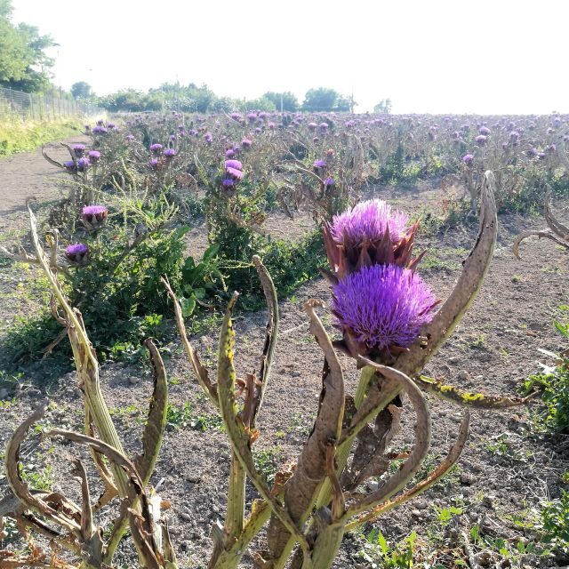 Venice: Bike Tour Honey & artichockes on SantErasmo Island - Final Thoughts: Who’s This Tour For?